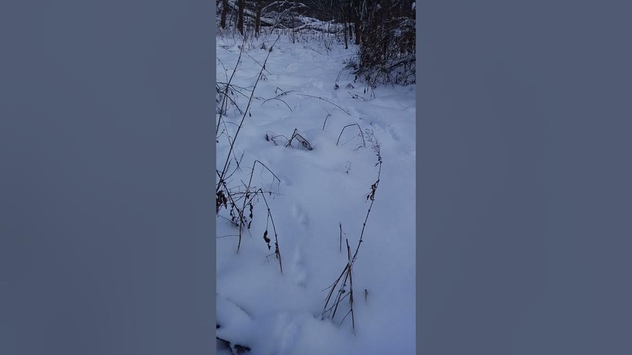 охота на куницу - YouTube