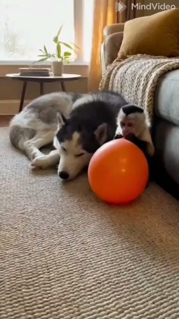 Husky Shocked by Monkey’s Balloon Prank 😂🎈 #FunnyAnimals #Pets #Comedy ...