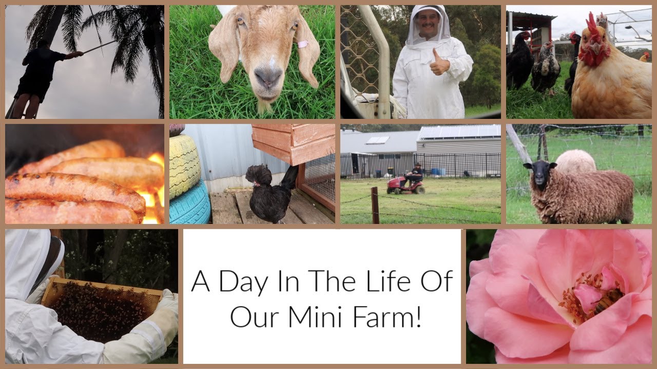 A Day In The Life Of Our Mini Farm - YouTube