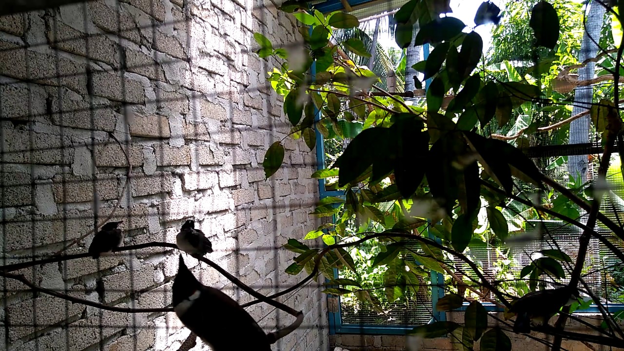 Merbah jambul breeding - YouTube