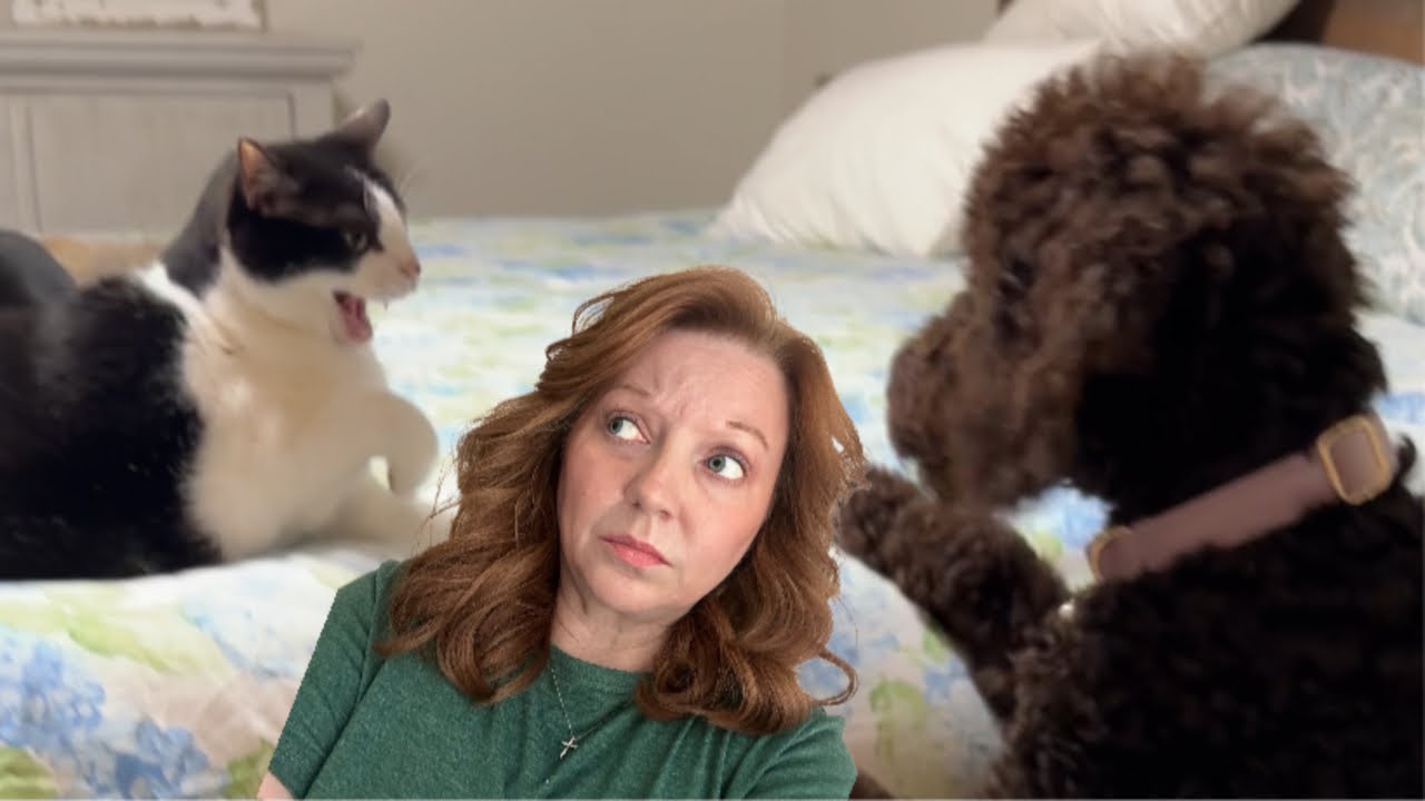 They’re At It Again.. Cat VS Dog - YouTube