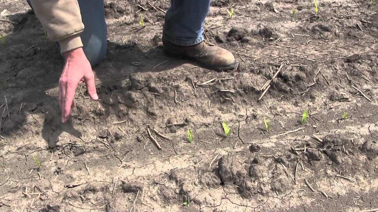 Corn Replanting: Six Things To Consider - YouTube