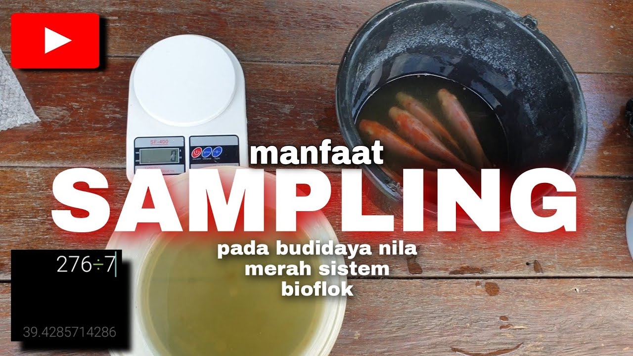 MANFAAT SAMPLING IKAN NILA MERAH BIOFLOK #budidaya #nila #ikan - YouTube