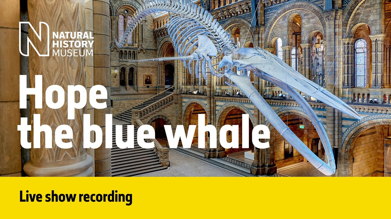 Hope the blue whale | Live talk with NHM scientist - YouTube
