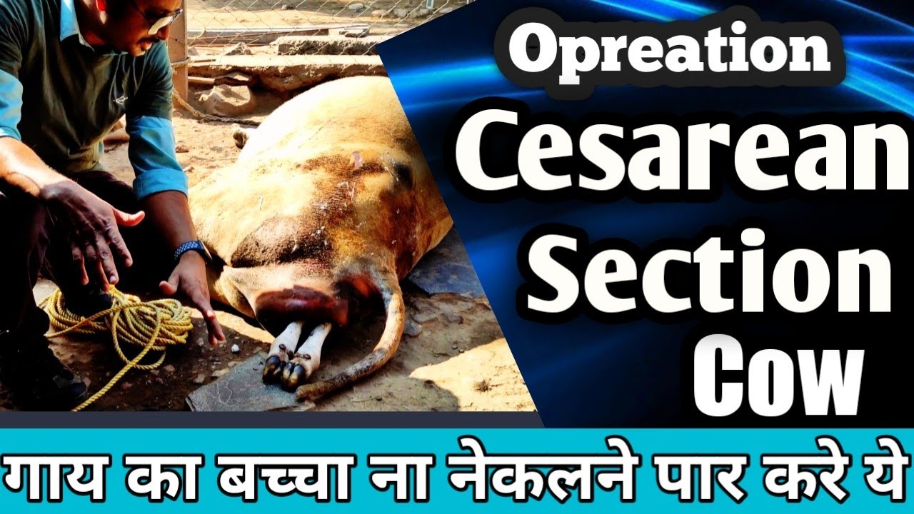 Cesarean Section in Cow | Emergency C Section Cow | Dr. Rahul Shendare ...