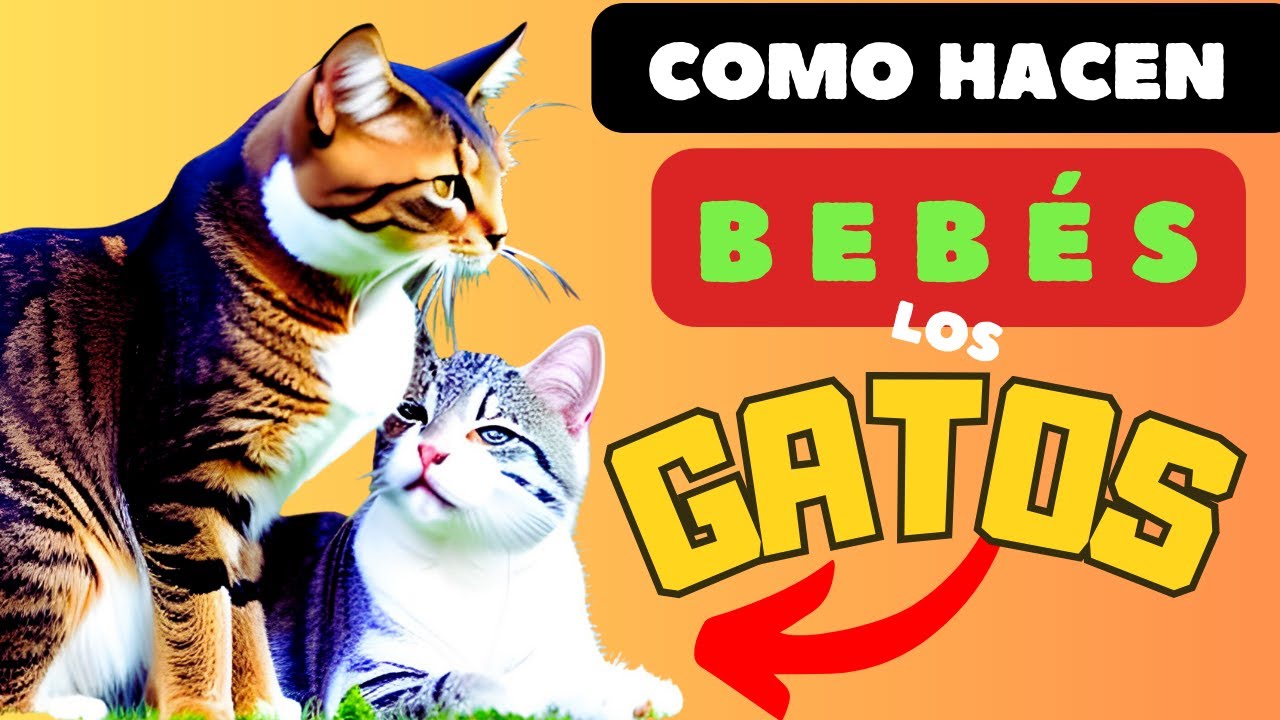 APAREAMIENTO DE GATOS descubre ciclo reproductivo GATA EN CELO 6 puntos ...