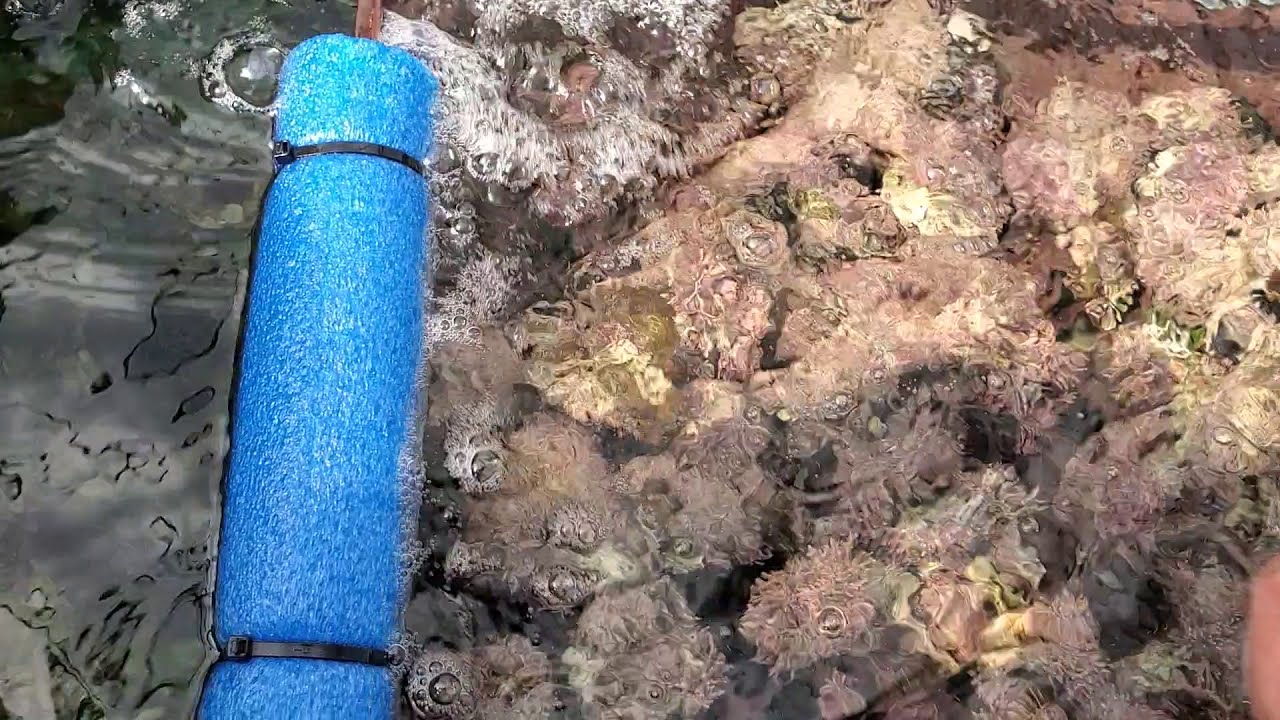 Large Thick Branching Coralline Algae FREE SHIPPING!!! - YouTube