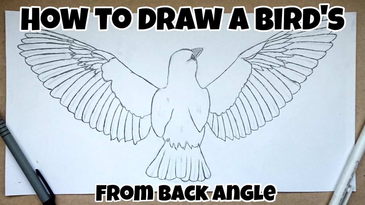 how to draw a bird's step by step from the back angle | easy tutorial ...