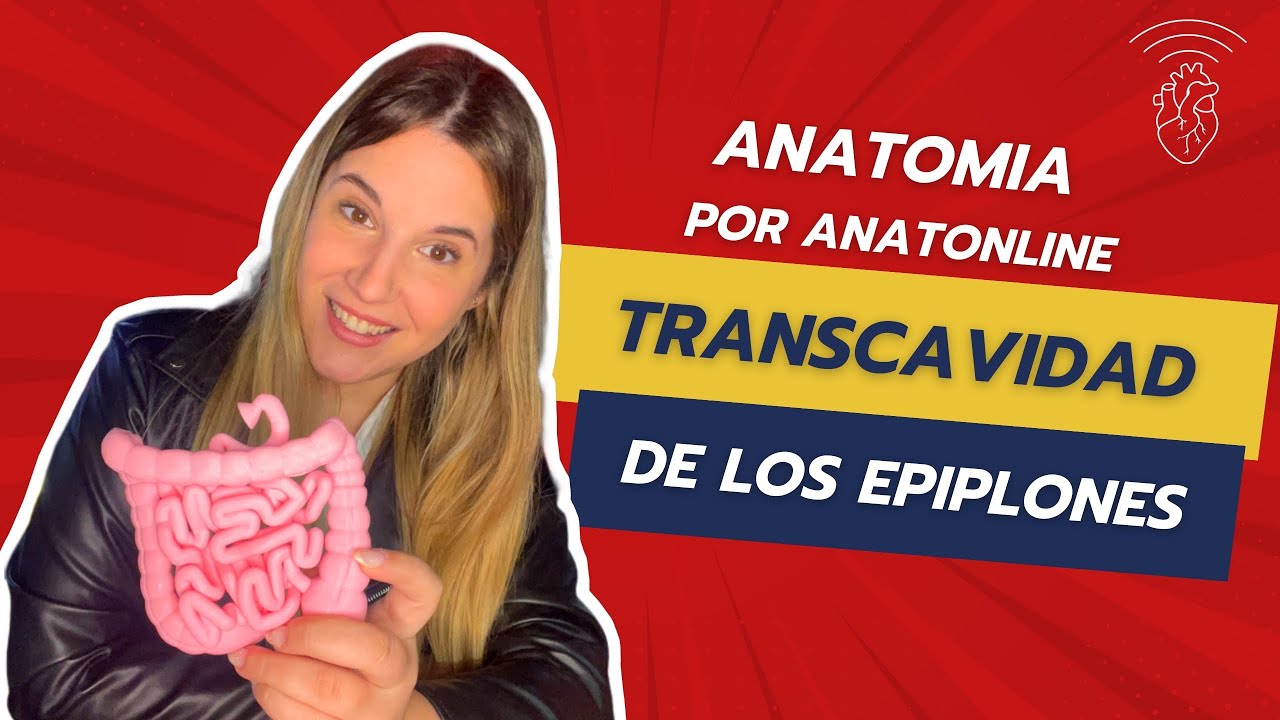 Curso completo de anatomia - Clase 75: Abdomen 5 (Transcavidad de los ...
