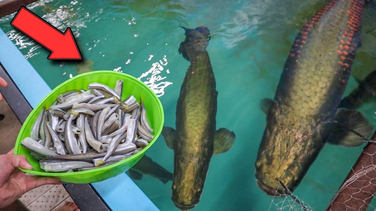 HAND FEEDING MONSTER AQUARIUM FISH!!! *store tour* - YouTube