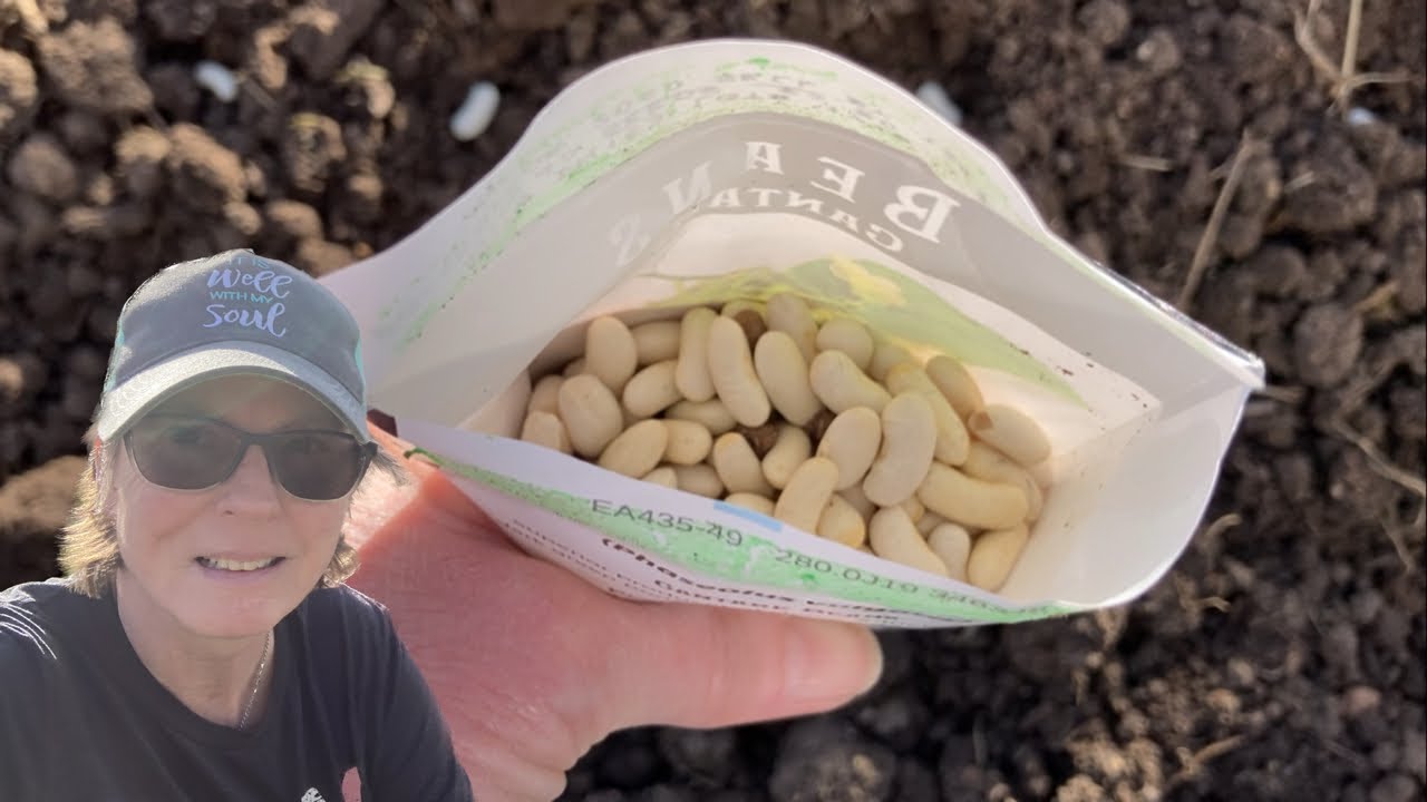 How & When To Plant Bush (green) Beans! Timing & Rows A Must! - YouTube