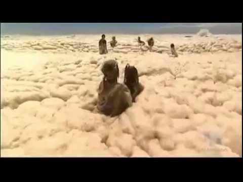 Sea aims of tonnes of sea foam