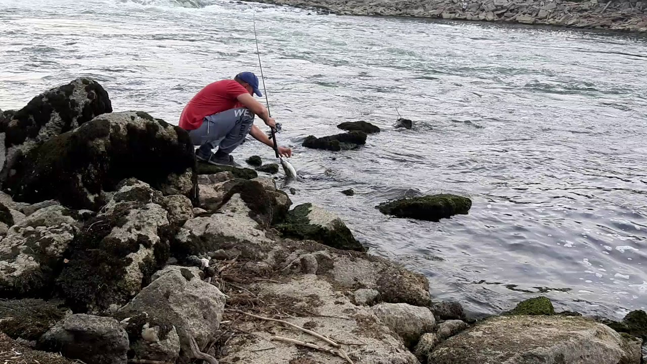 Spinning - Owner Gobo Popper - YouTube