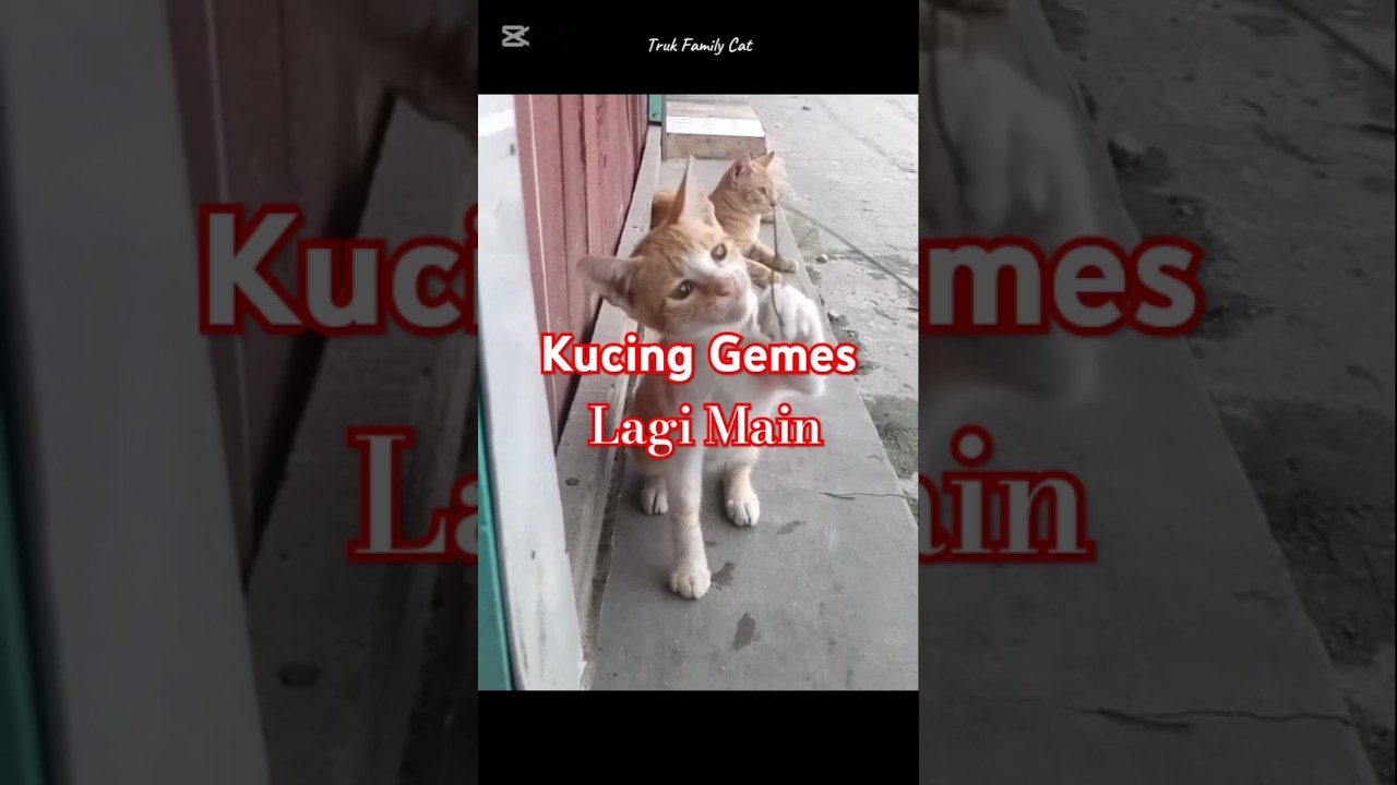 Kucing Gemes Lagi Main #kucing #catlovers #kucinglucu #anakkucing # ...