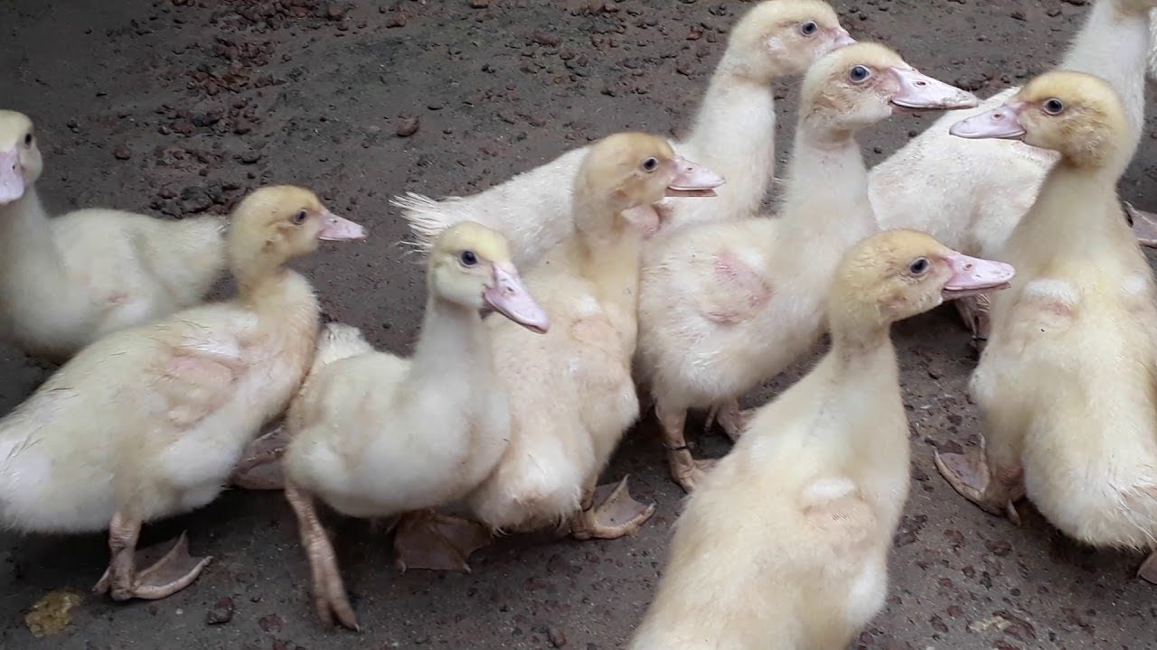 PATINHOS FOFOS NA ROÇA! - YouTube