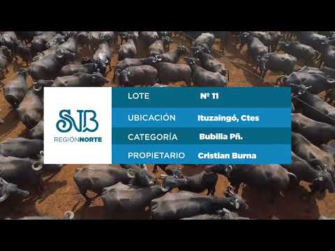 LOTE 11 BÚFALO STREAMING ITUZAINGÓ