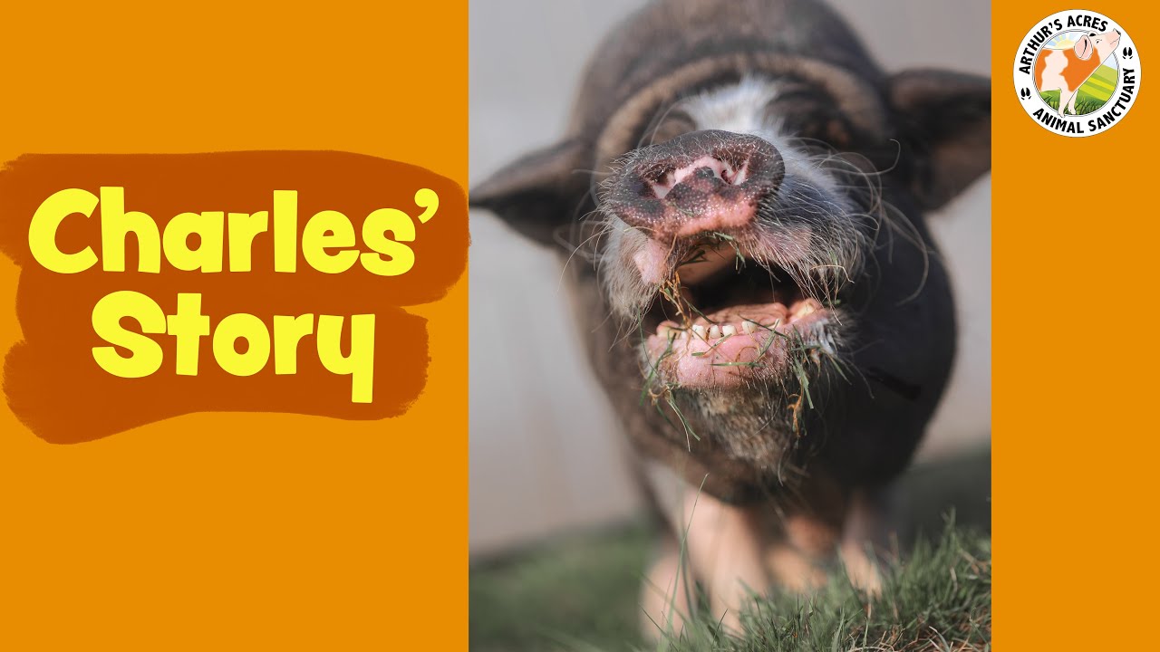 Animal Rescue Story of Charles the Pig! - YouTube