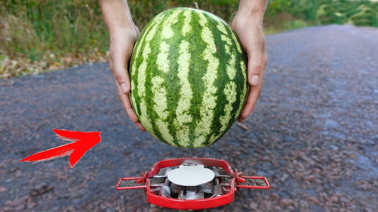 EXPERIMENT: BEAR TRAP vs WATERMELON - YouTube