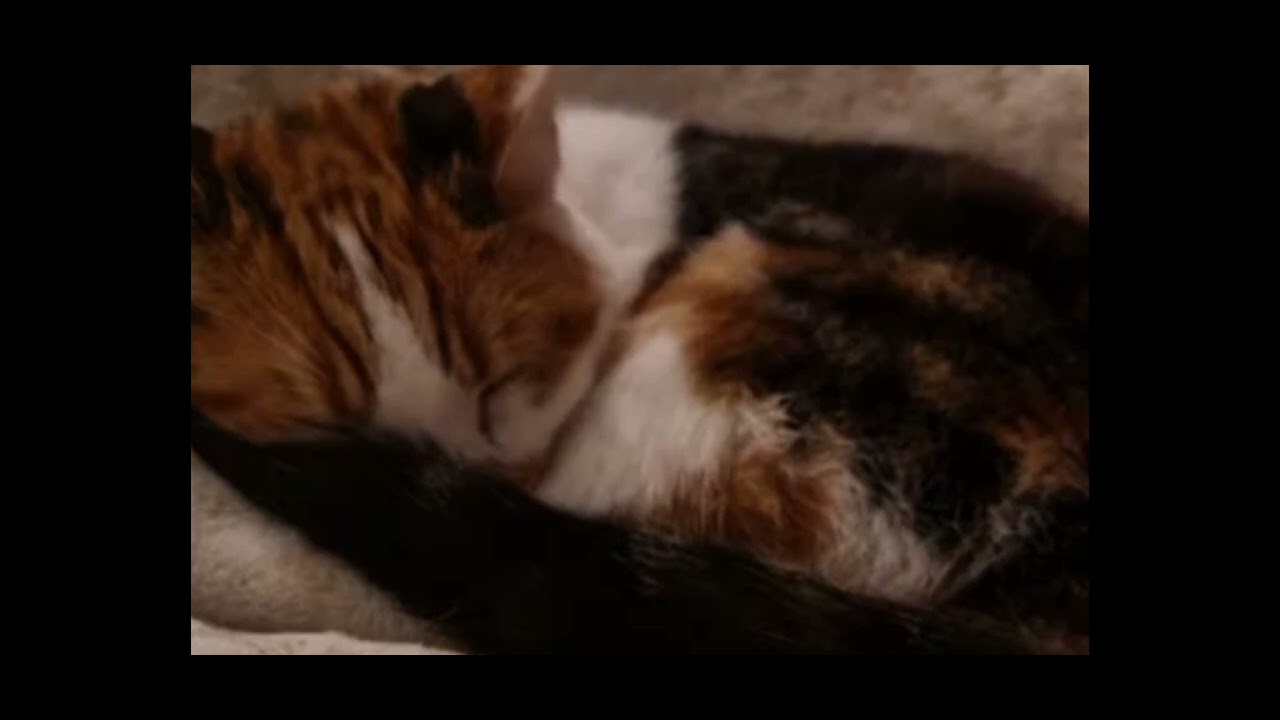 DAY 153 CAT LIFE SLEEPY KITTY HAPPY KITTY PUR PUR PUR 😸 - YouTube