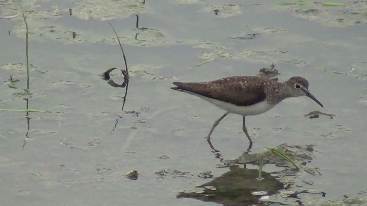Solitary Sandpiper Birds of Indiana, USA - YouTube