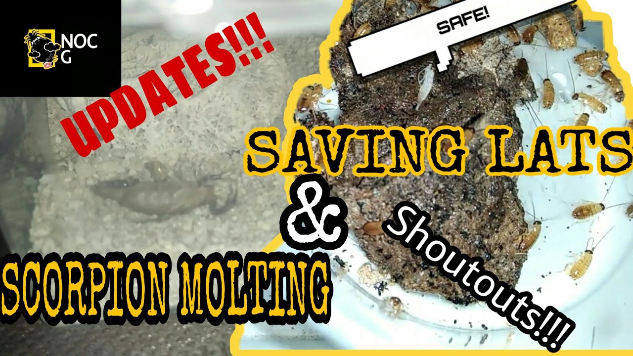 VLOG 30 SCORPION MOLTING PROCESS | SAVING LEFT LATS IN EGG (SHOUTOUTS ...