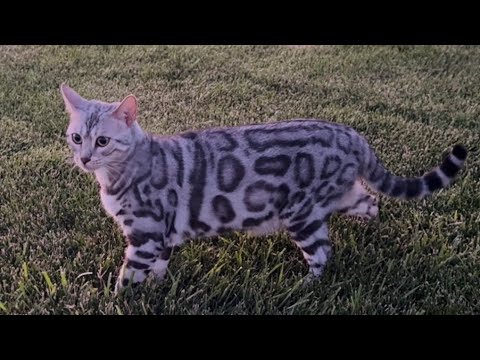 Fastest kitties on earth LOVE to run! - YouTube