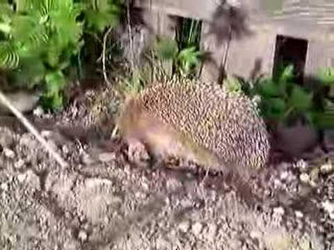 Hedgehog mating season opened ;) - YouTube