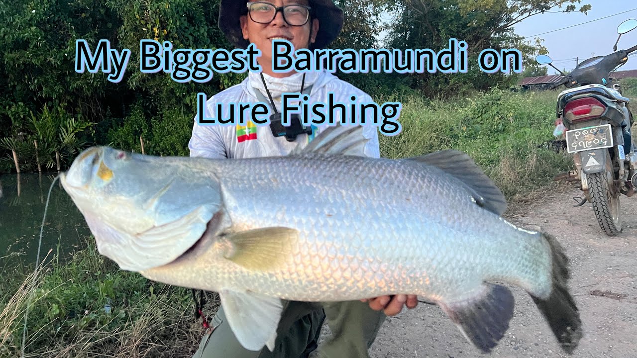 Monster Barramundi Fishing - YouTube