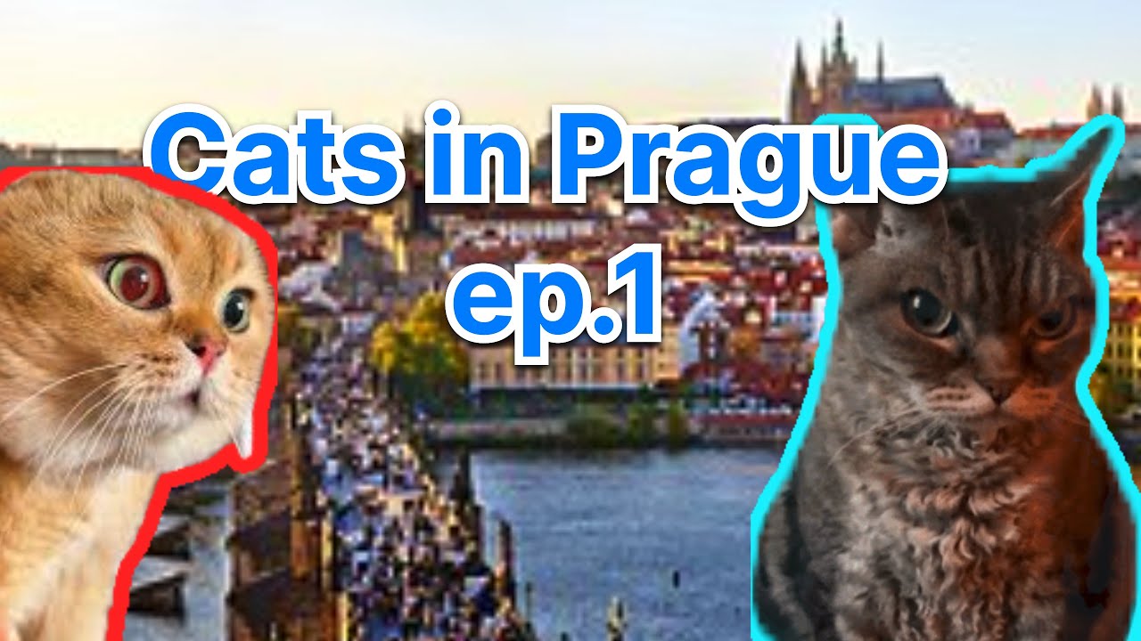 CAT MEMES trip to Prague 🇨🇿 pt. 1 - YouTube