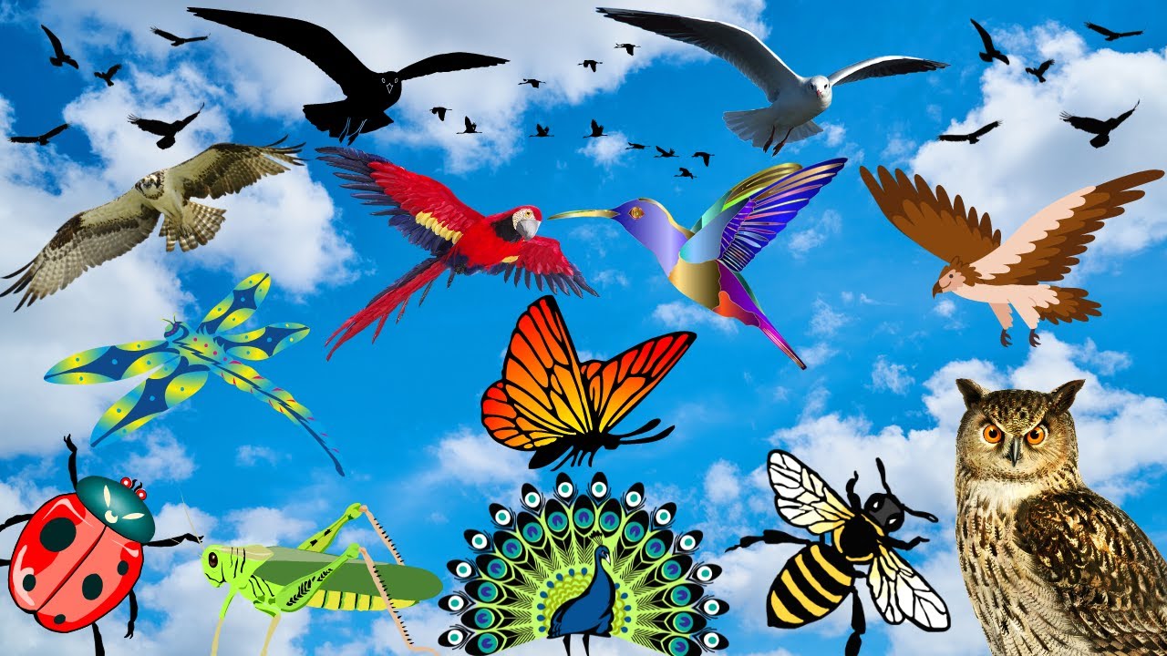 Flying Animals Name and Sounds :- birds , insects, Seagull, butterfly ...