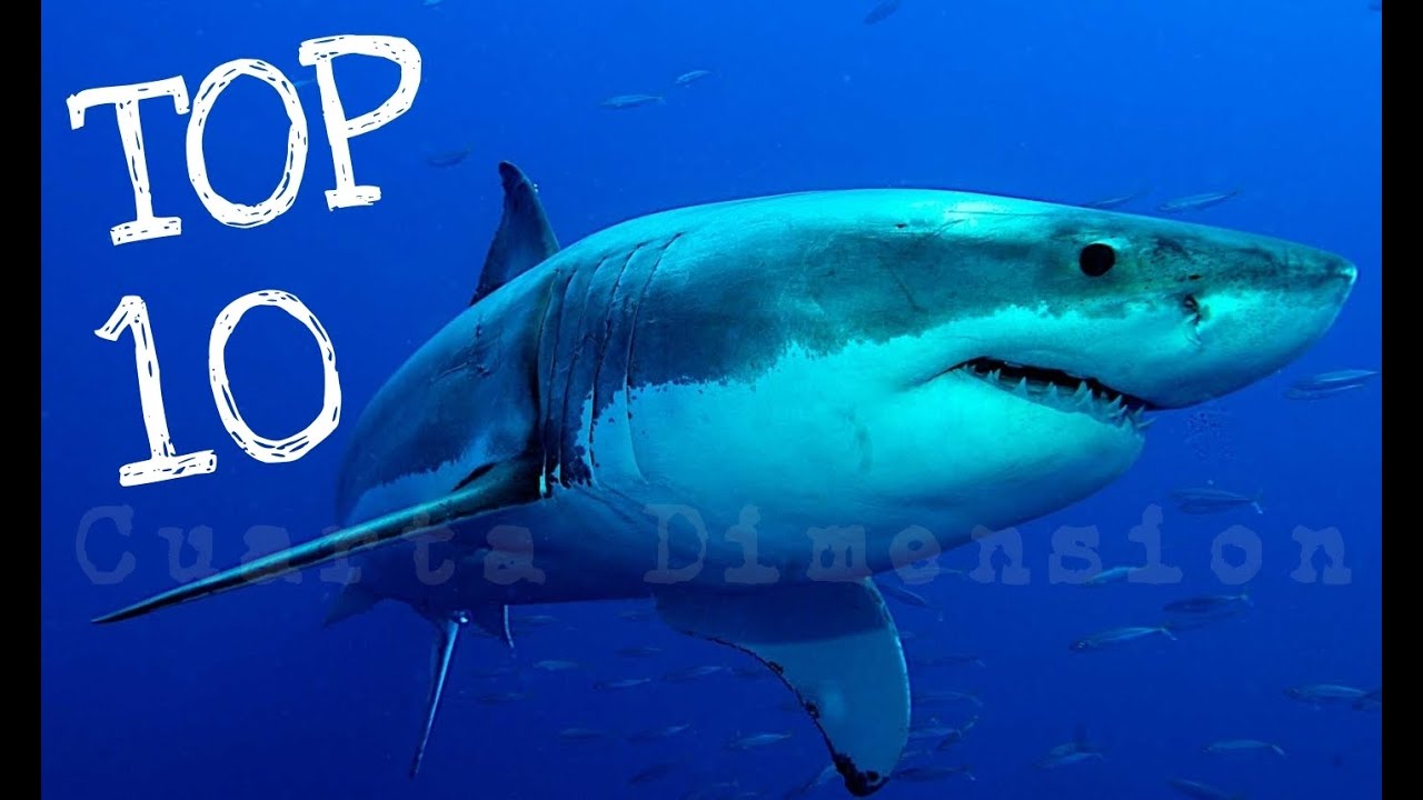 LOS TIBURONES MAS PELIGROSOS DEL MUNDO | TOP 10 - YouTube