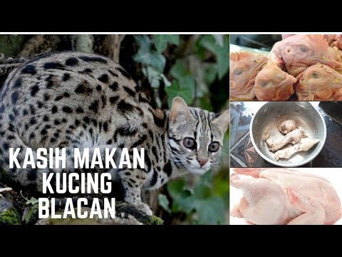 Makanan kucing blacan ( meong congkok ) - YouTube