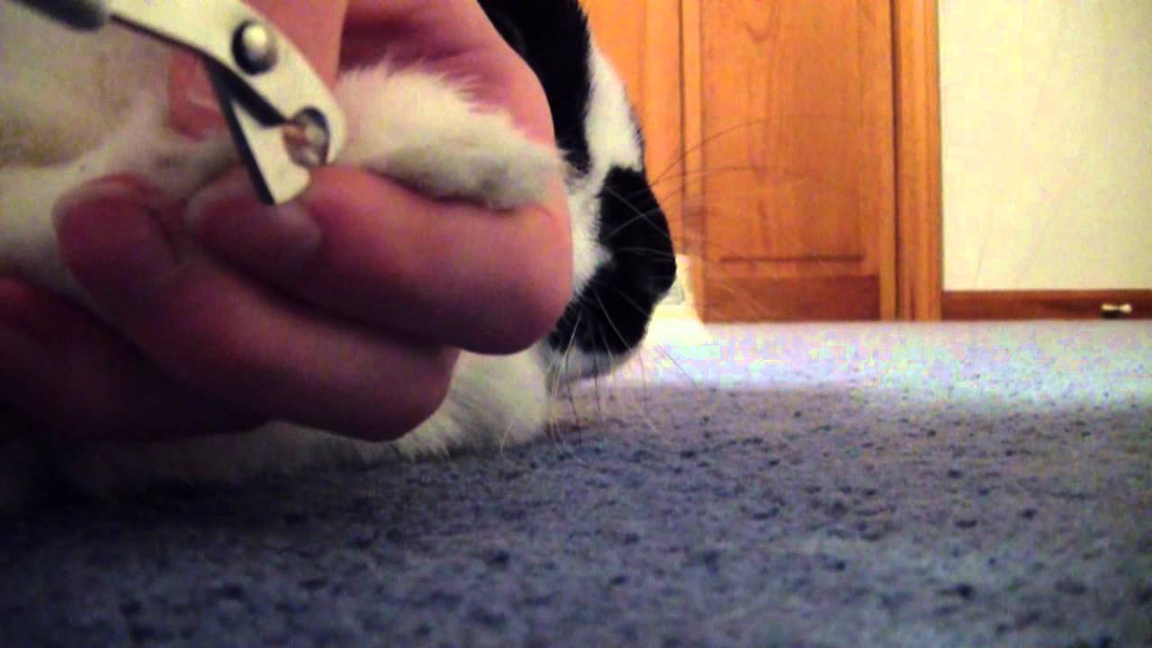 How to trim a rabbit's nails - YouTube