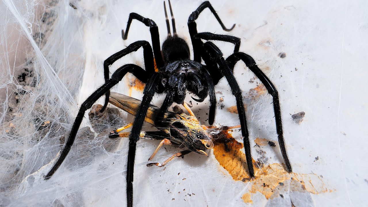 Feeding some Funnel & Curtain Web Spiders 8 | Gigathele, Macrothele and ...