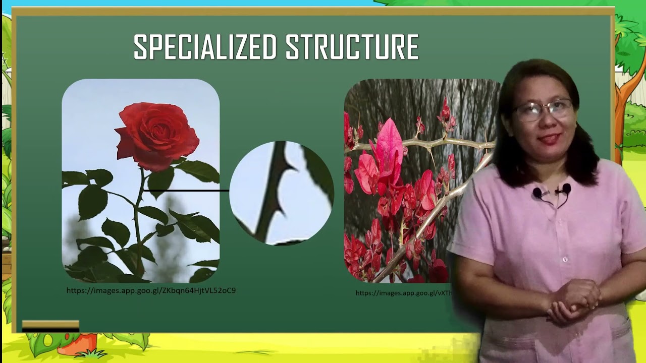 SCIENCE 4 LST Q2 WEEK 4 - SPECIALIZED STRUCTURES OF TERRESTRIAL PLANTS ...