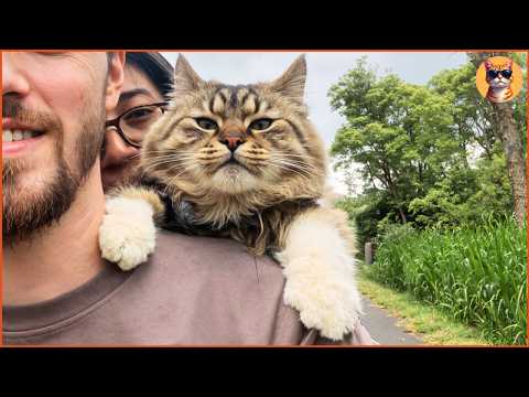 This Cat Refused to Stay Home, So His Parents Bought Him a Helmet