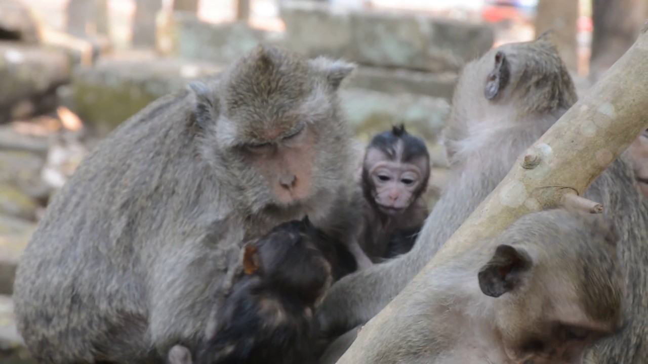 Subscribe please! As it is the way to make people love natural life ...