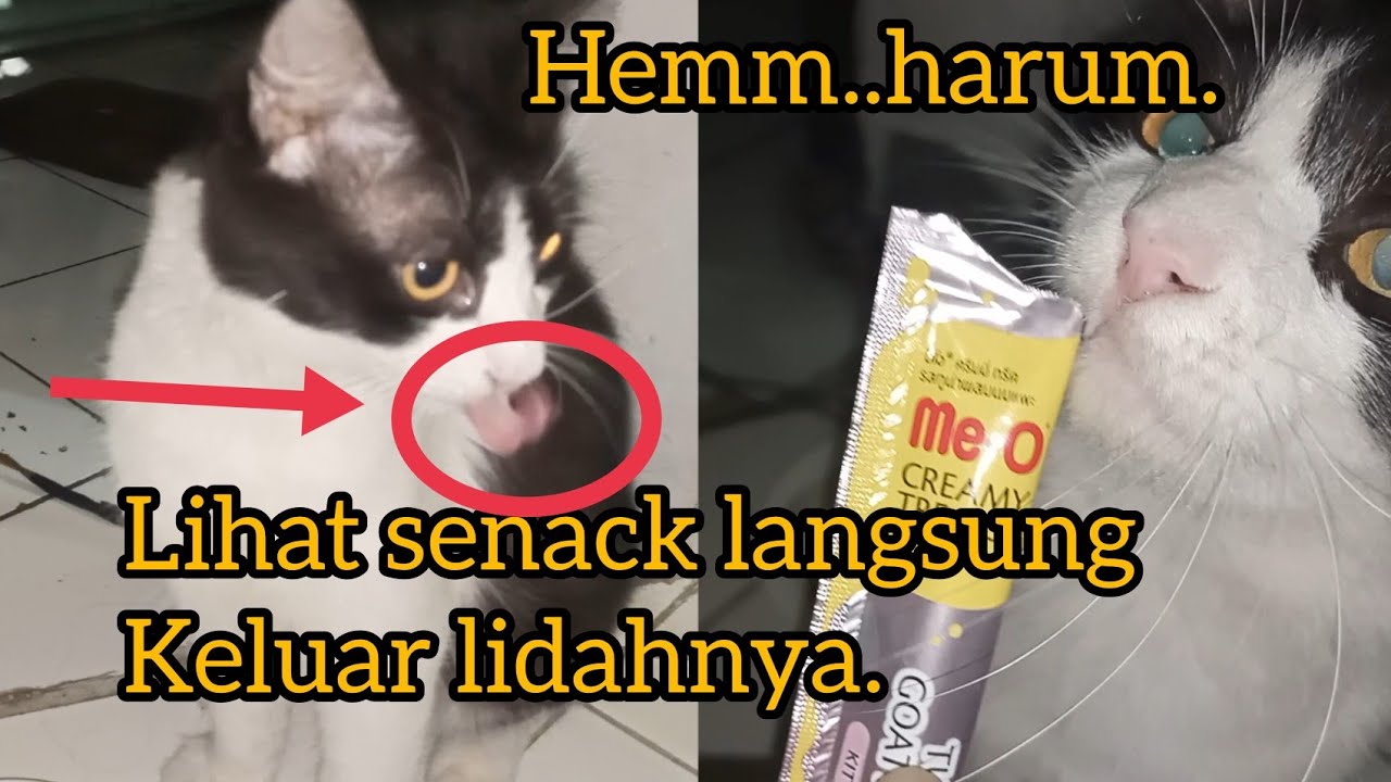 Kucing Juna ngiler lihat senack. - YouTube