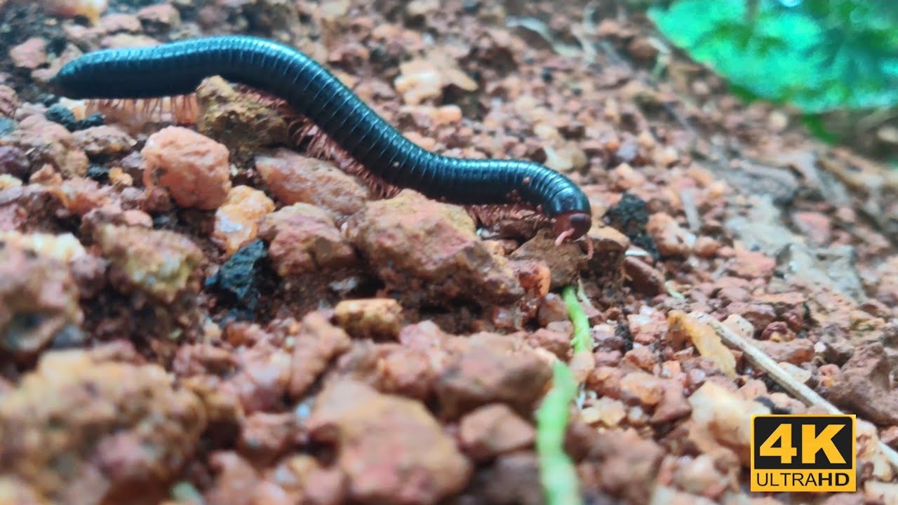 Millipede|free stock video - YouTube