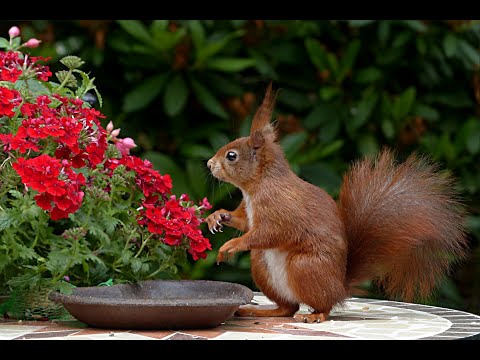 Beautiful flowers | planet earth amazing nature scenery | peaceful music \