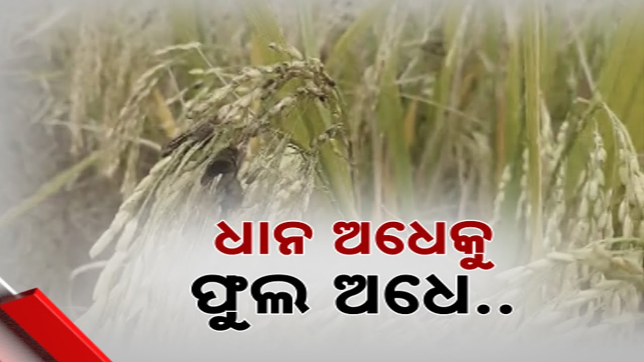 Farmers Disheartened As Rice Crop Destroyed By "Sahara" Disease in Puri ...