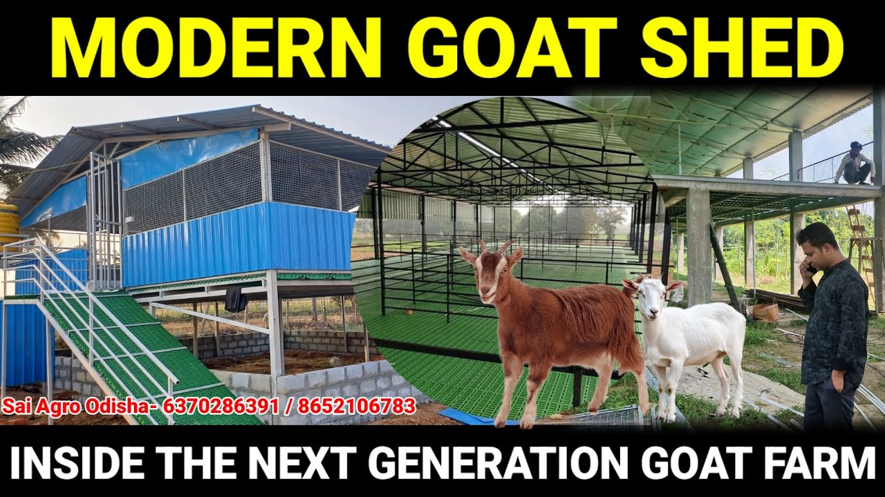 Modern Goat Farm SHED Complete setup//INSIDE the next generation Goat ...