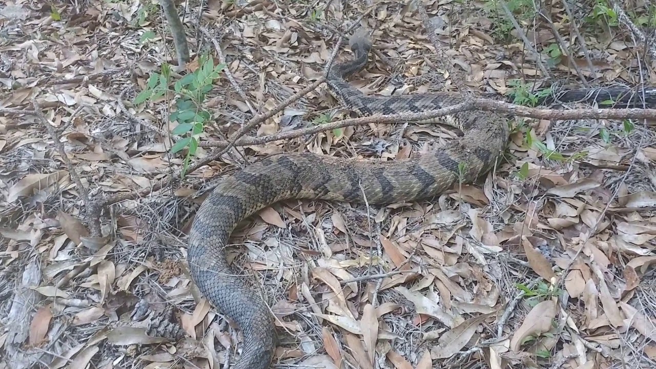 Timber Rattlesnake in Bullock County Alabama - YouTube