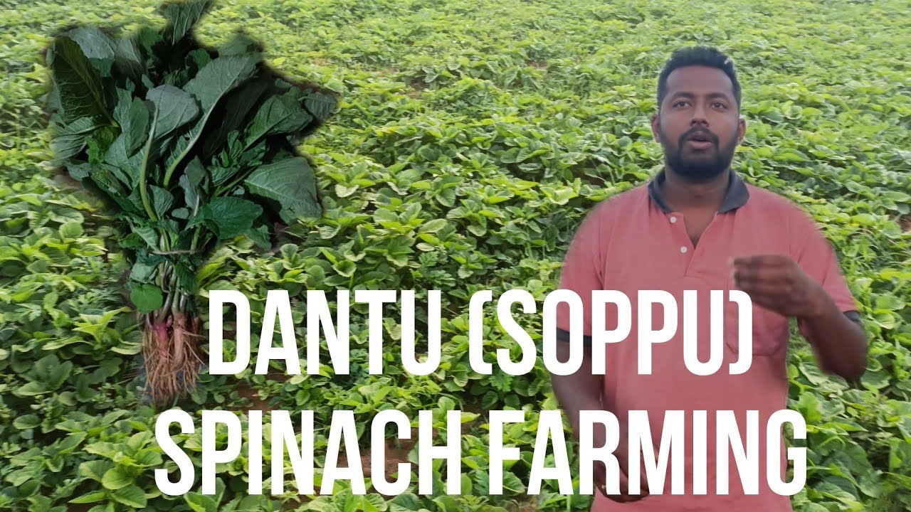 DANTU (SOPPU) SPINACH FARMING - YouTube