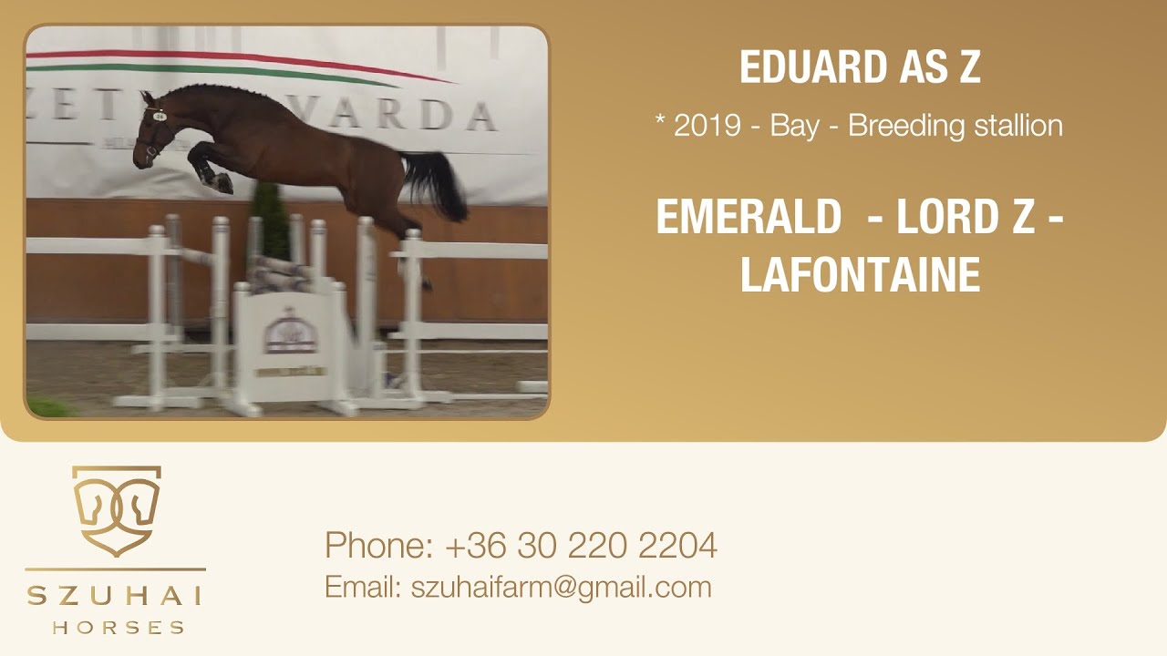 EMERALD x LORD Z 2019 LICENSED BREEDING STALLION Horse for sale - YouTube
