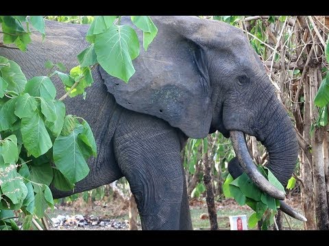 African Elephants in Mole National Park (Ghana) - YouTube