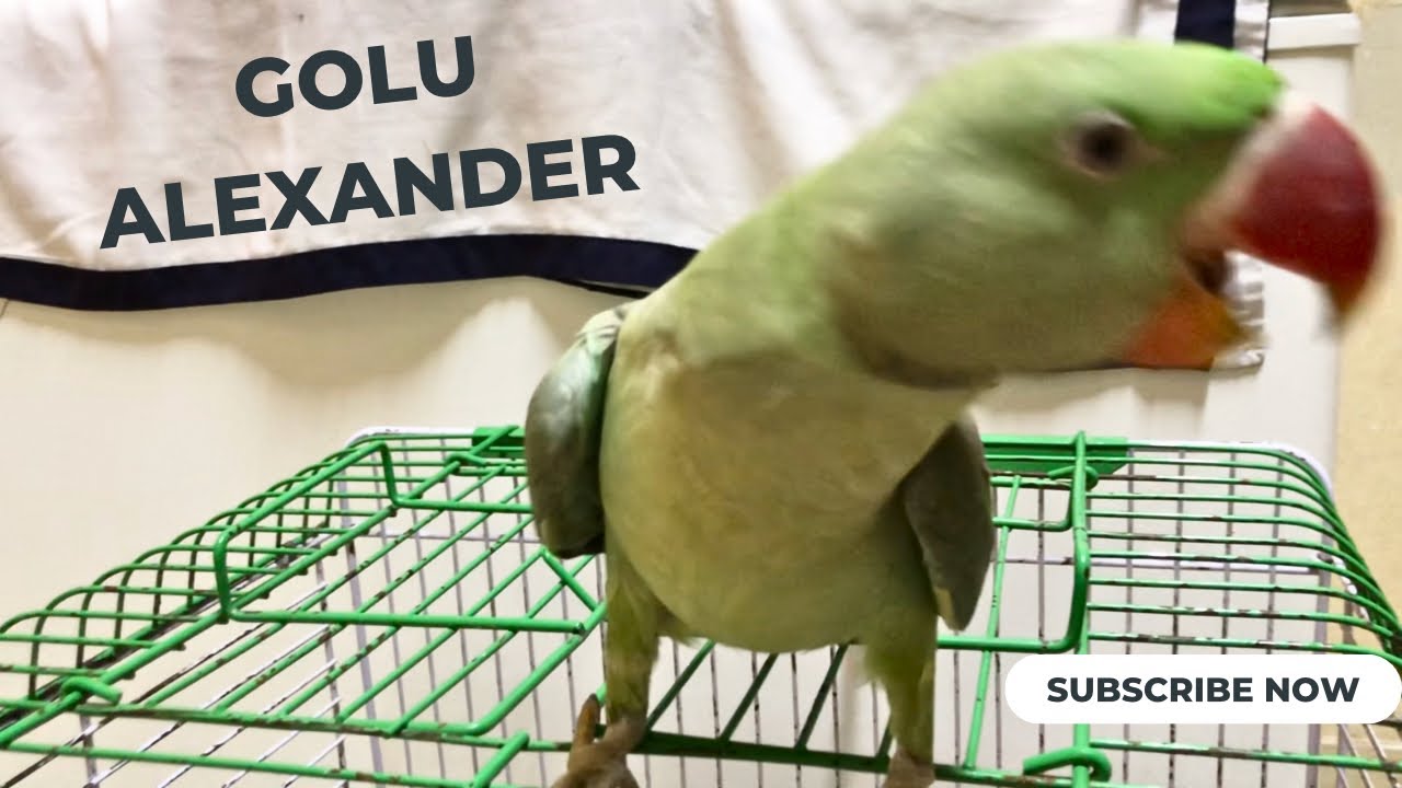 Alexander parrot talking video #alexandertalkingparrot - YouTube