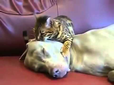 Kedi Köpeği Hipnoz Ediyor!!