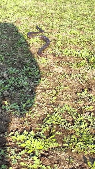 The Amazing Dance of Snakes in Nature:An Unprecedented Movement" #snake ...