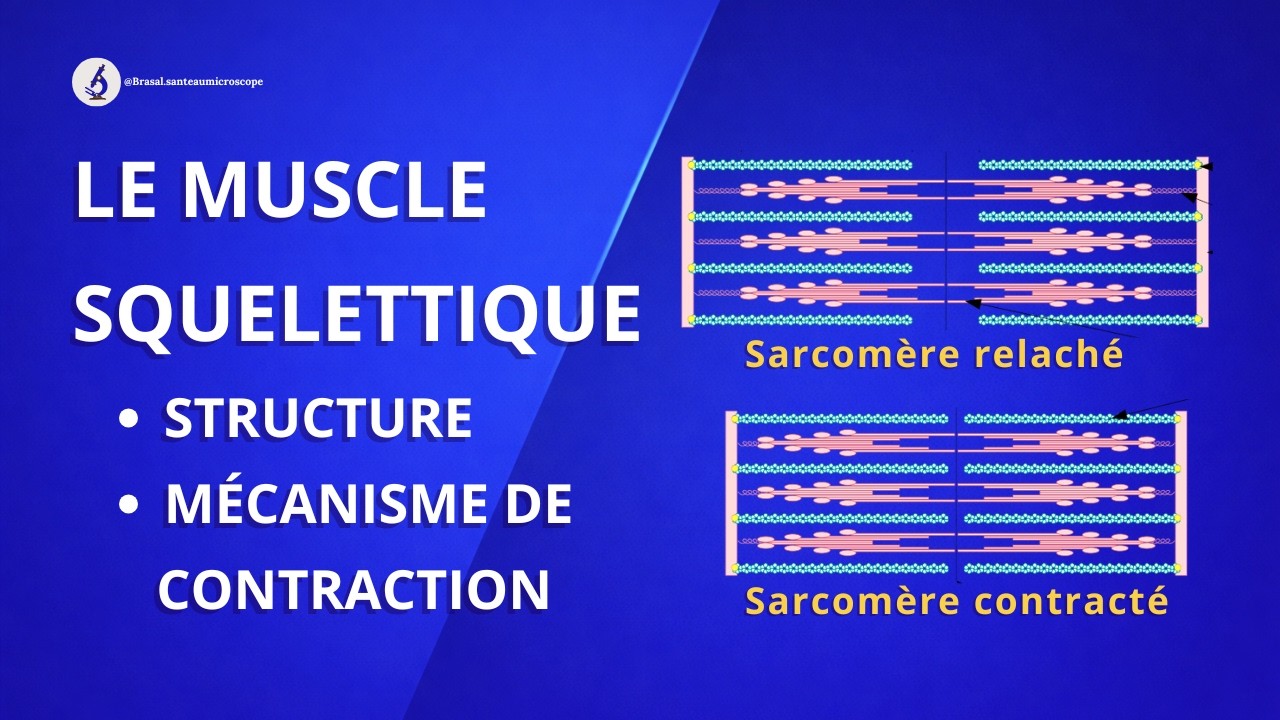 Muscle Squelettique Structure Et Mécanisme de Contraction - YouTube